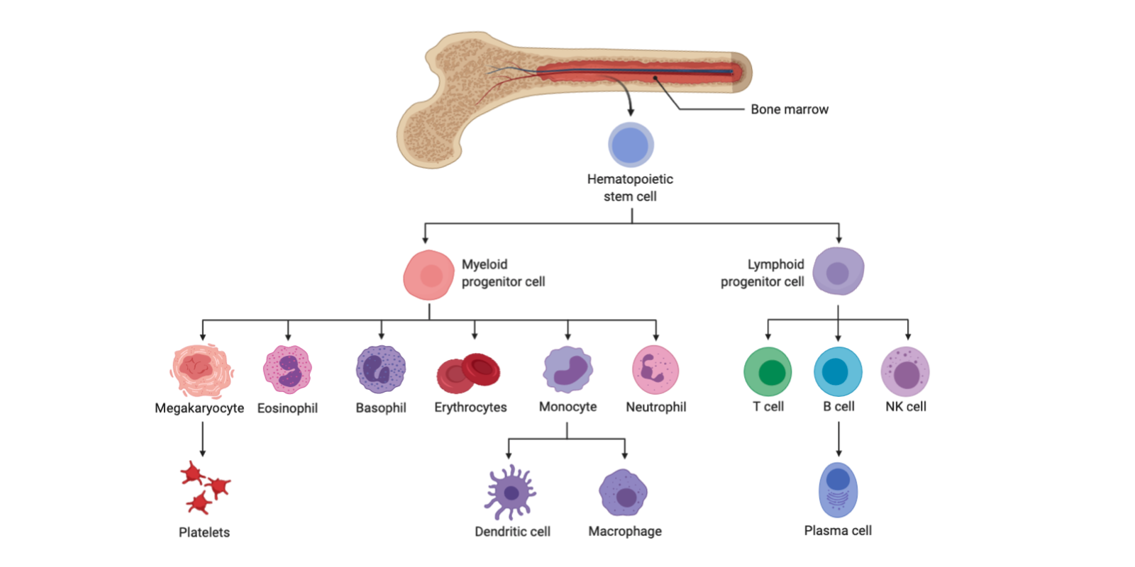 Immunology What Cells Have A Myeloid Lineage And How Are They Identified 